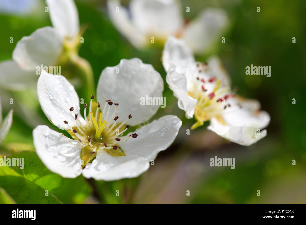 A blooming pear tree bunch of flowers. Spring background Stock Photo ...