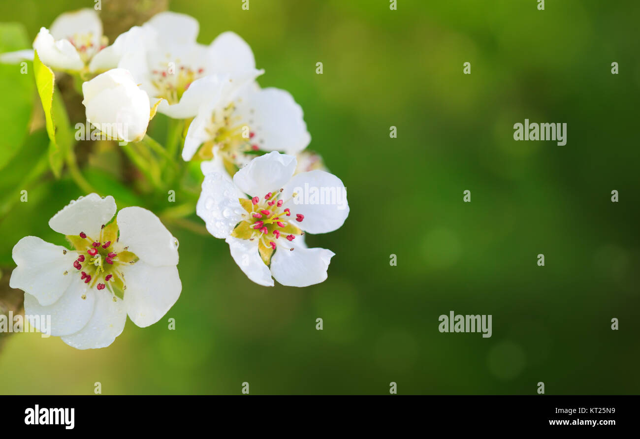 A blooming pear tree bunch of flowers. Spring background Stock Photo ...