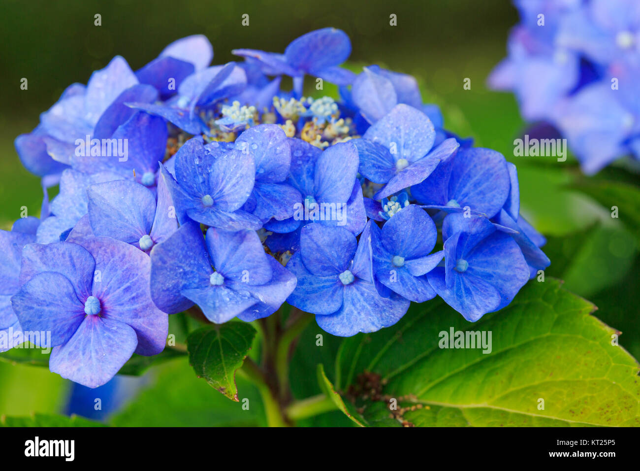 Blooming blue hydrangea plant with green leaves in summer garden Stock ...