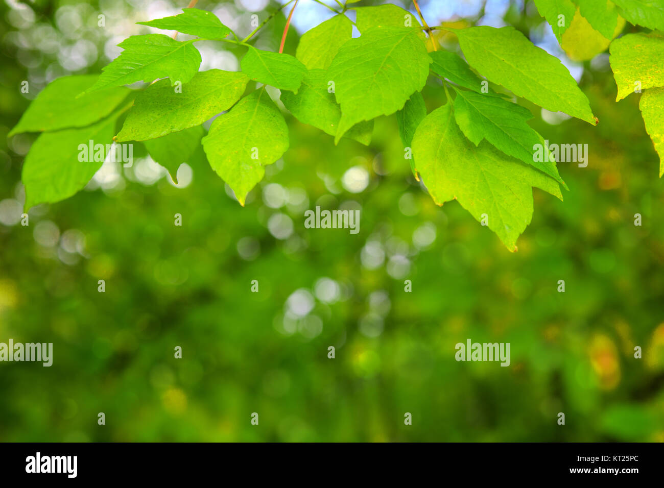 Colorful spring background with leaves. Green leaves background ...