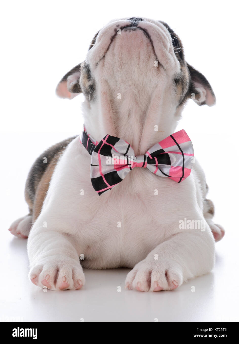 adorable male bulldog puppy on white background Stock Photo - Alamy