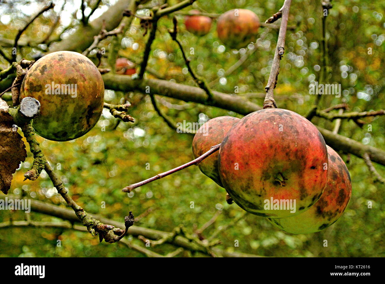 Heavy apple tree hi-res stock photography and images - Alamy