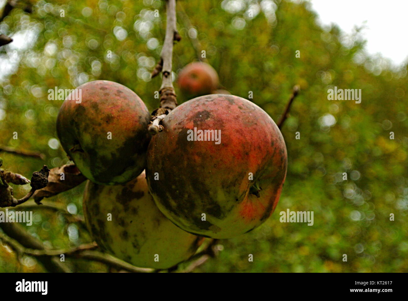Heavy apple tree hi-res stock photography and images - Alamy