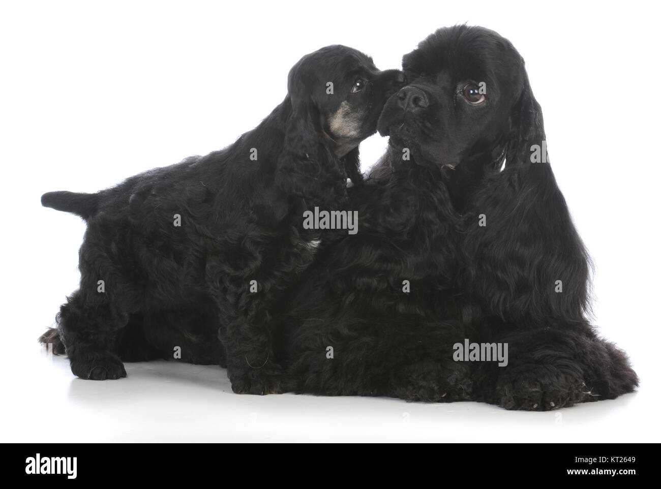 mother and daughter cocker spaniel dogs on white background Stock Photo ...