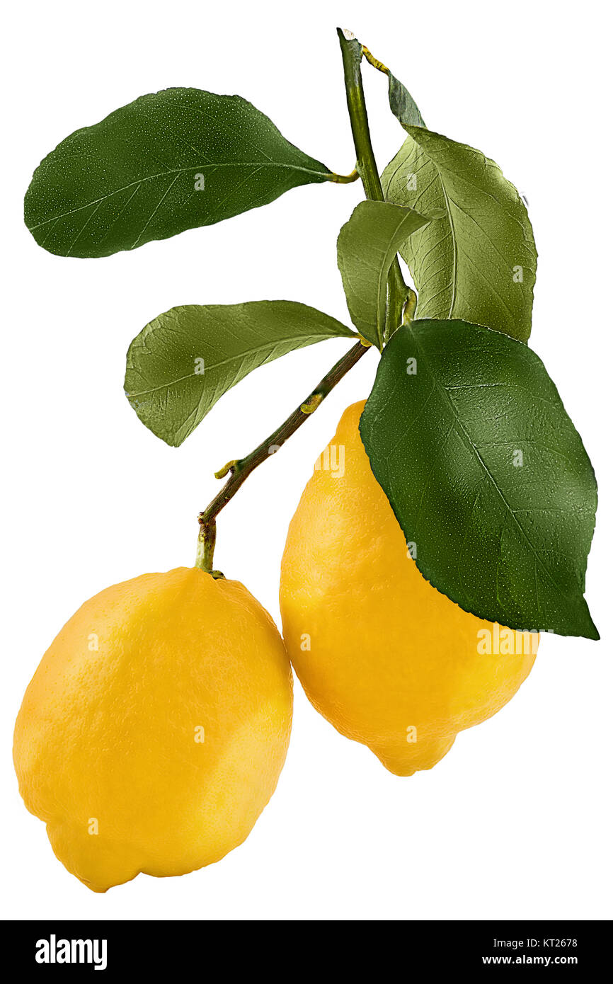 Isolated lemon. Whole two fresh lemon isolated on white background with ...