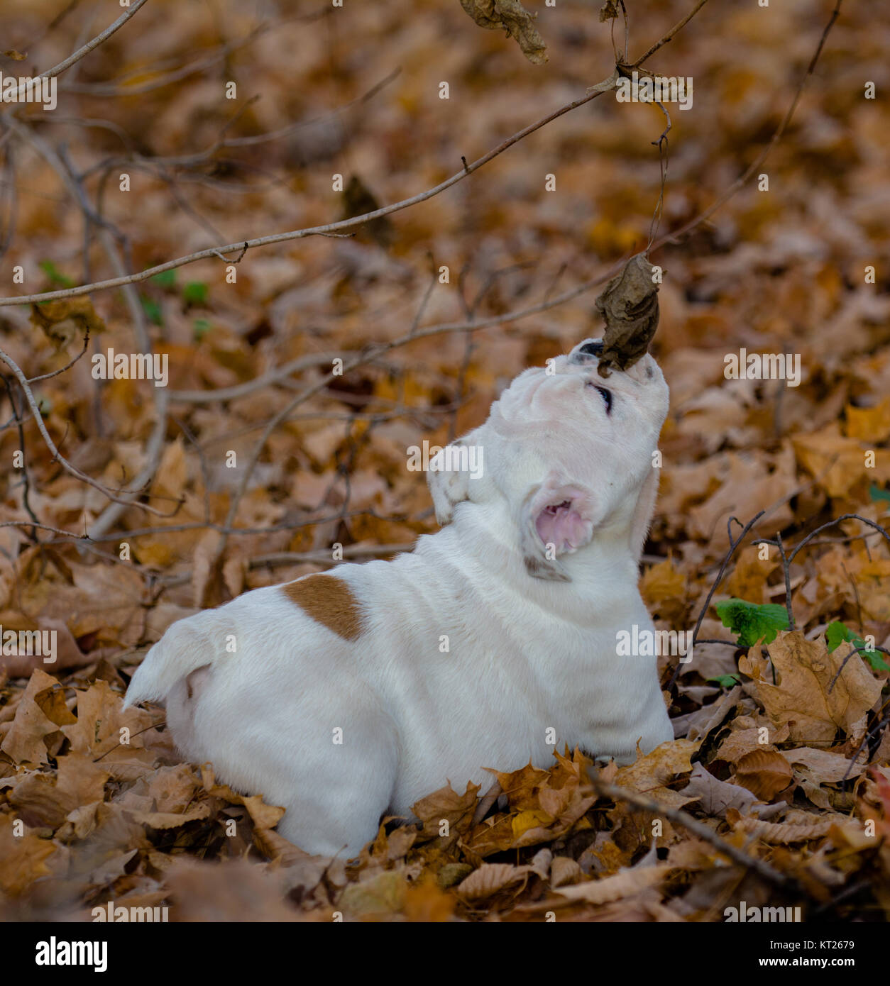 bulldog puppy playing outside in the autumn leaves Stock Photo - Alamy