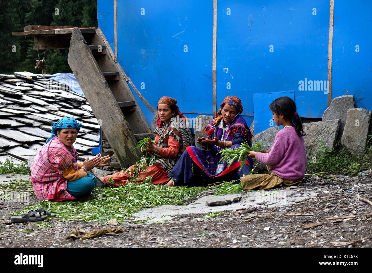Making of charas in isolated Himalayan village of Malana. Supposedly ...