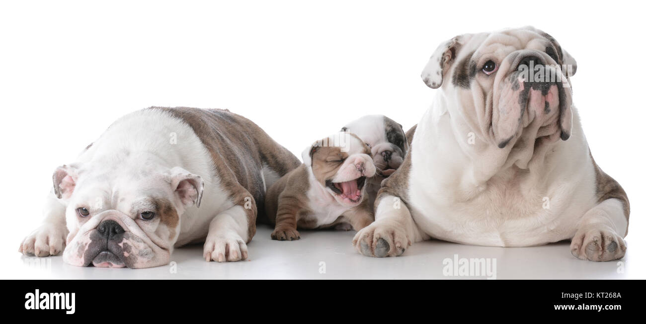 bulldog mother and father with their puppies Stock Photo - Alamy