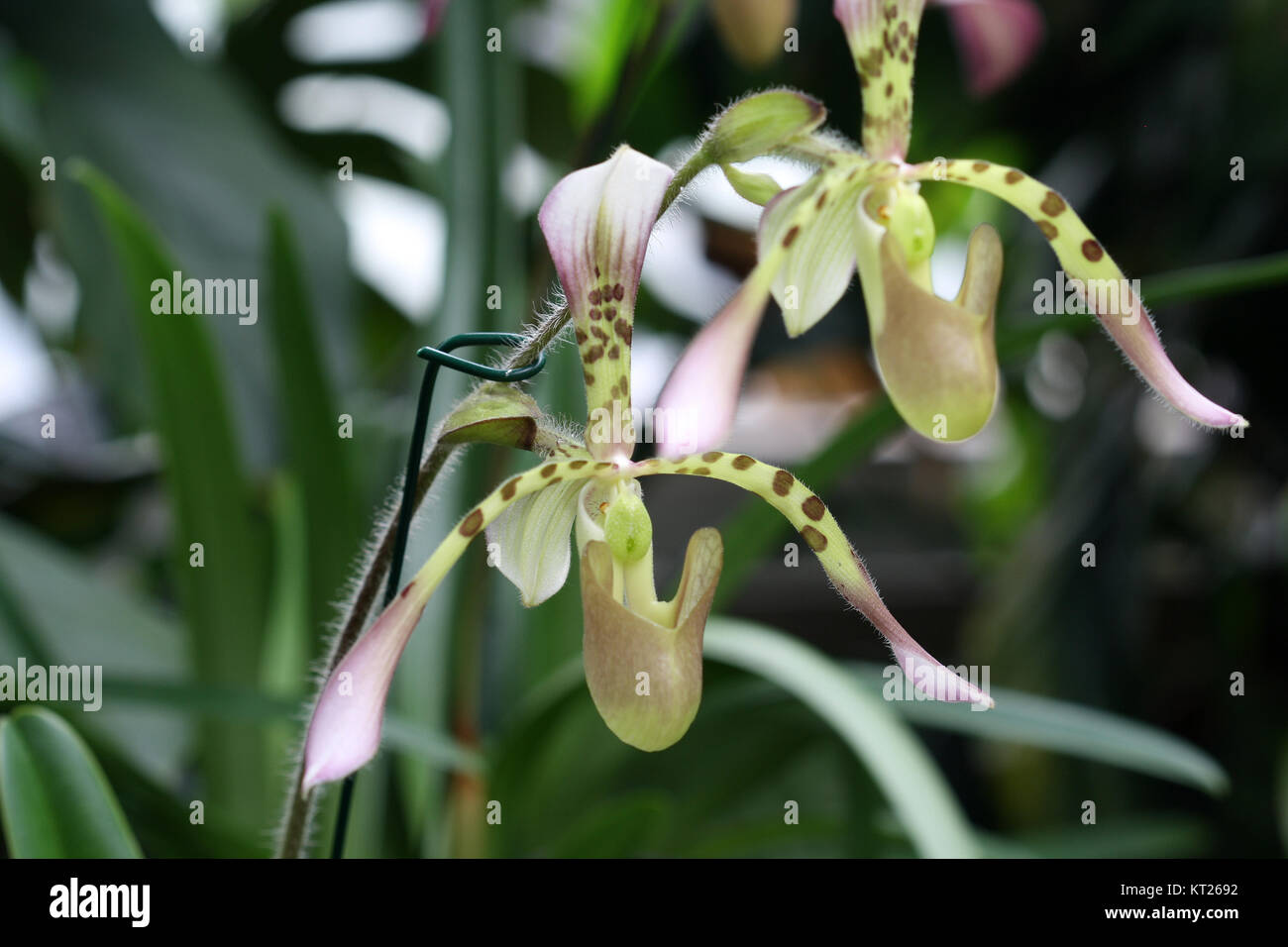 Paphiopedilum haynaldianum hi-res stock photography and images - Alamy