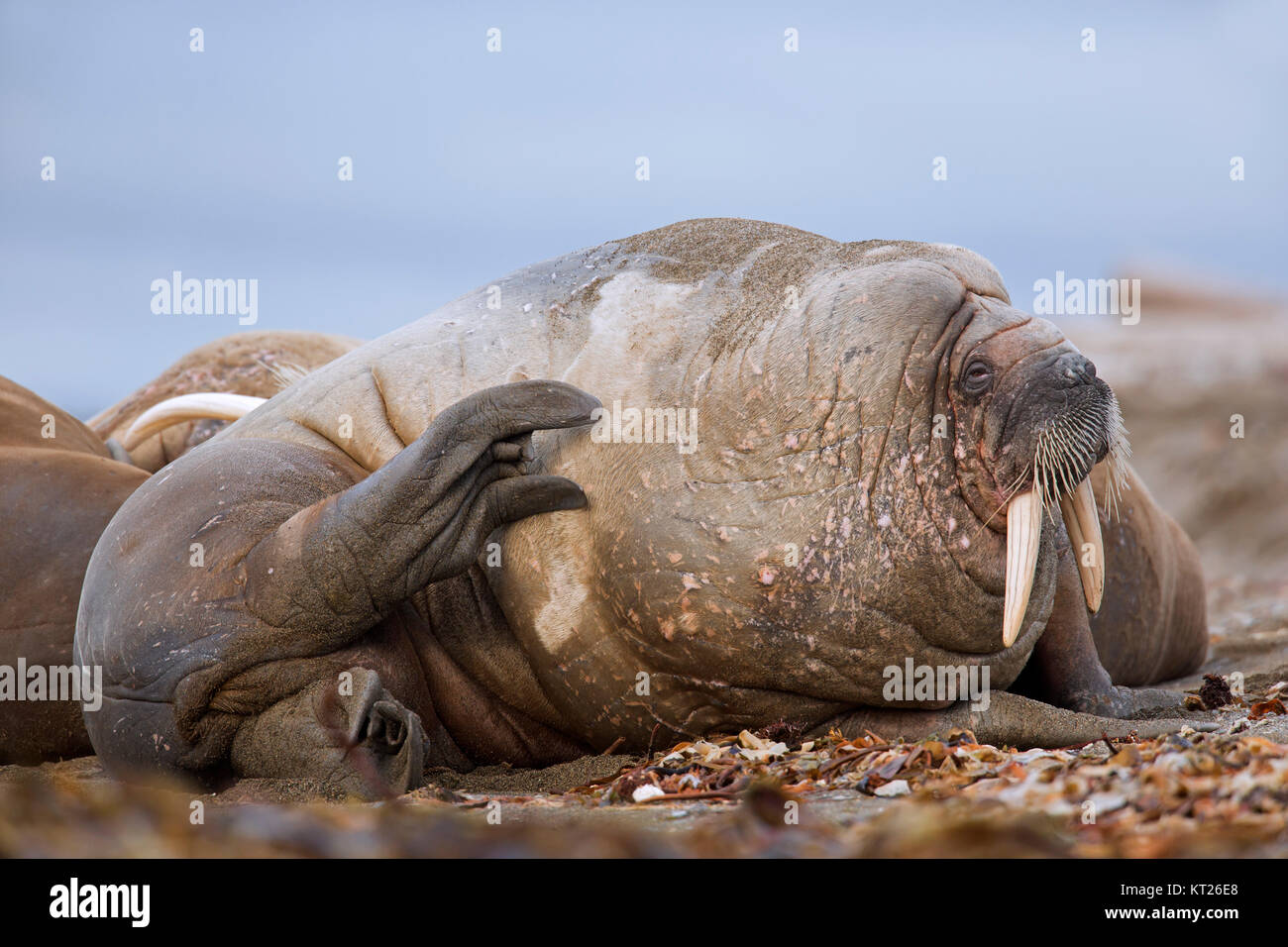 Sleepy male walrus (Odobenus rosmarus) resting on beach and scratching ...