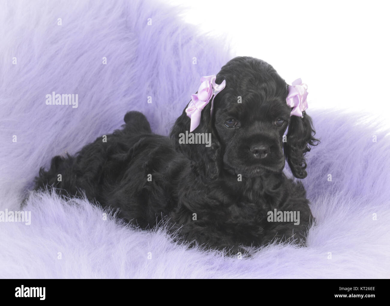 female cocker spaniel puppy at 7 weeks old Stock Photo - Alamy