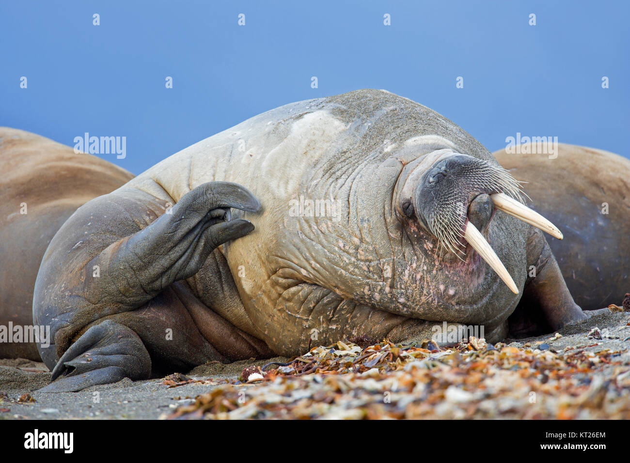 Animal With Flippers Stock Photos & Animal With Flippers Stock Images ...