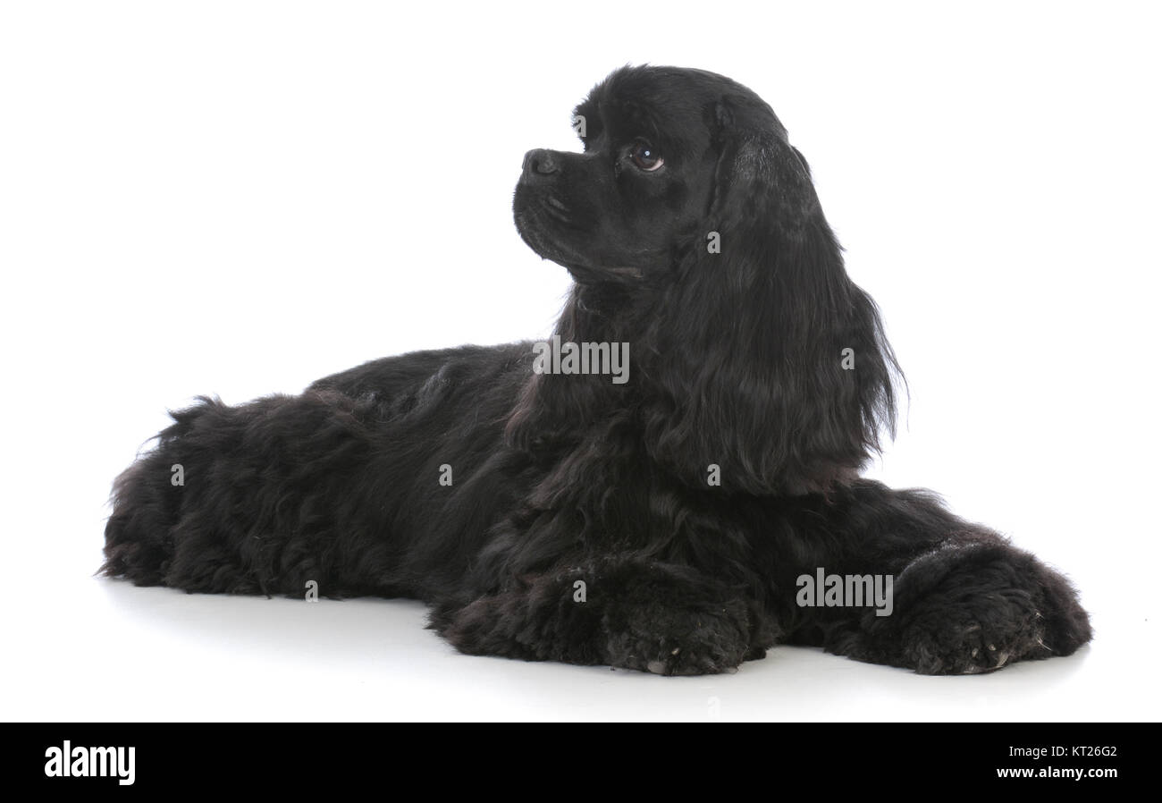 beautiful black female american cocker spaniel Stock Photo - Alamy