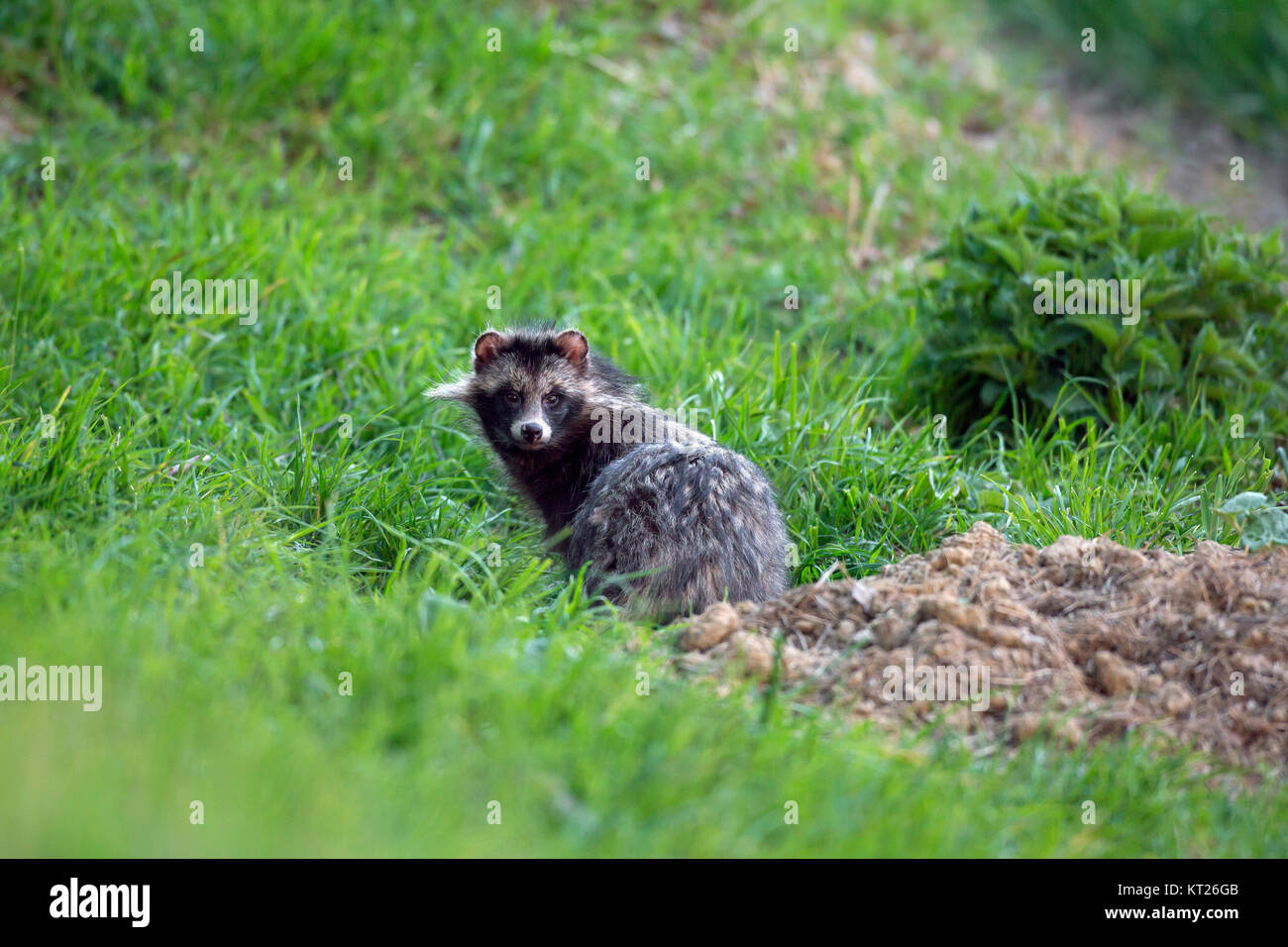 Raccoon dog (Nyctereutes procyonoides), invasive species in Germany ...