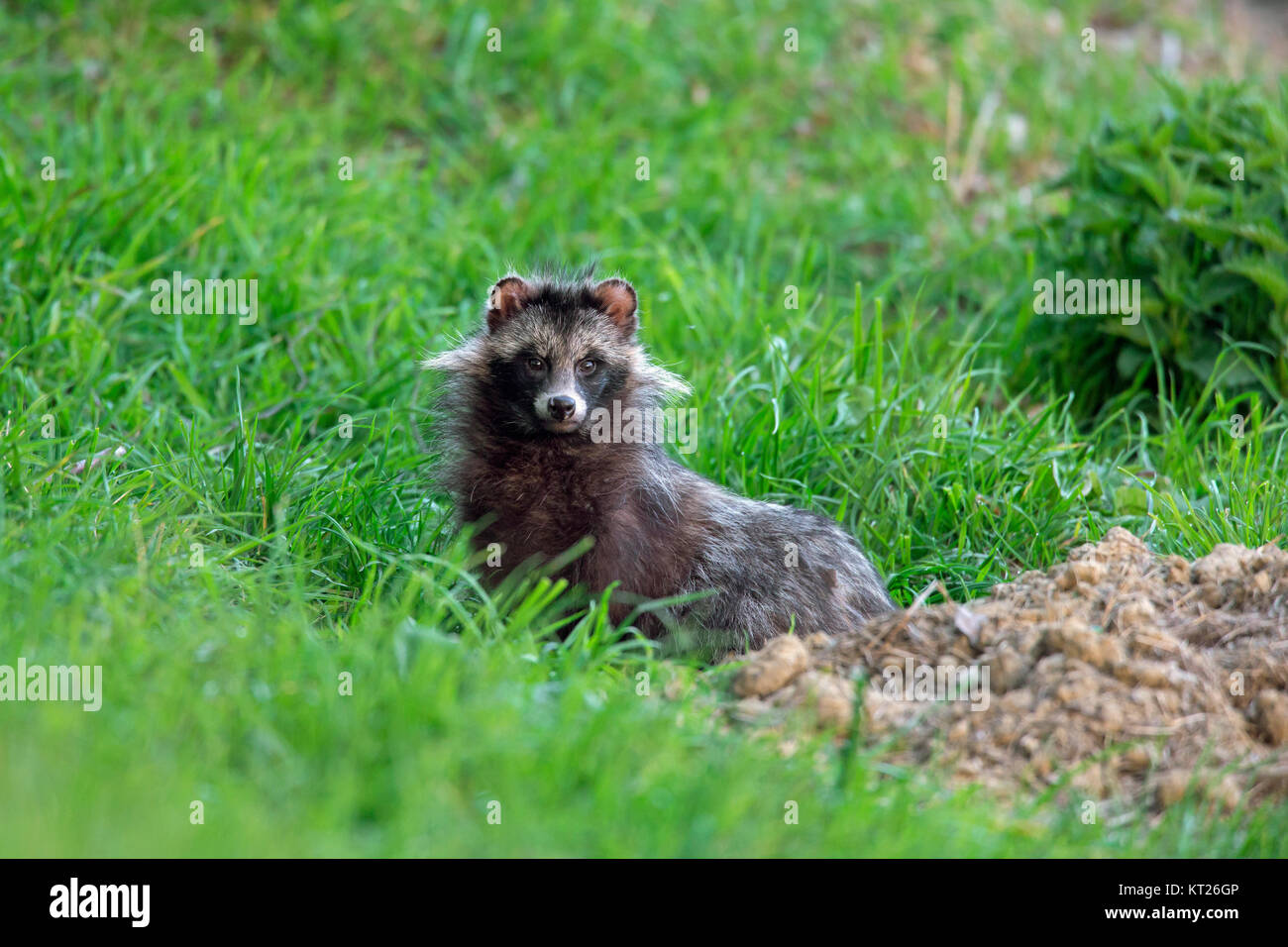 Raccoon dog (Nyctereutes procyonoides), invasive species in Germany ...