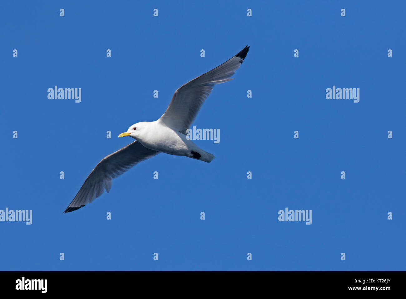 Black-legged kittiwake (Rissa tridactyla) in flight against blue sky ...