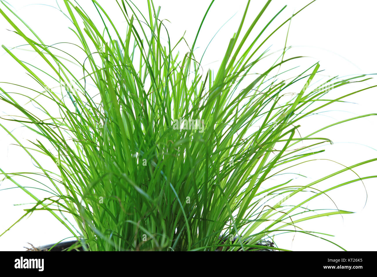 grass isolated against white background Stock Photo - Alamy