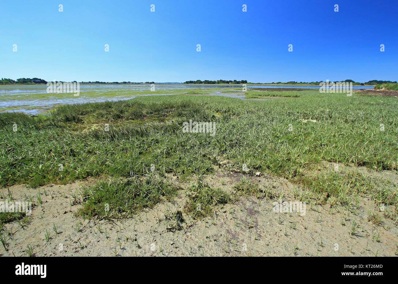 salt marsh in brittany atlantic Stock Photo - Alamy