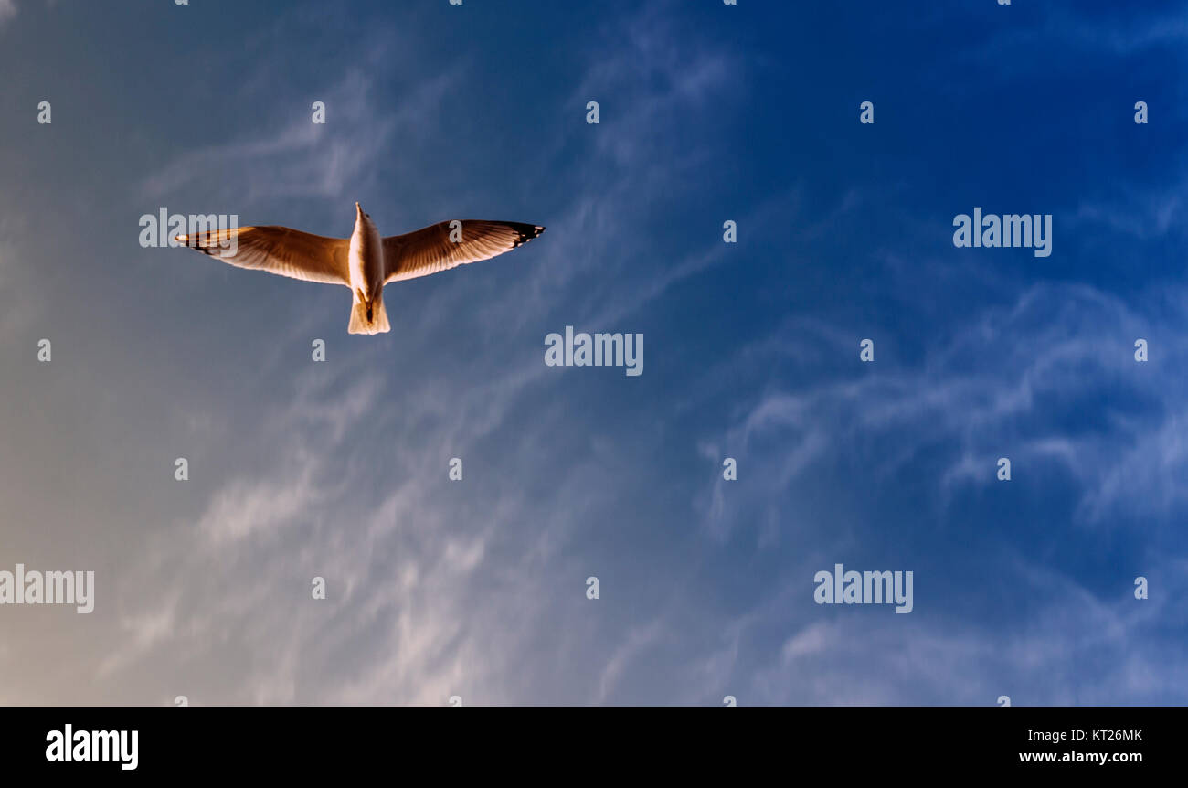 Uropygium hi-res stock photography and images - Alamy