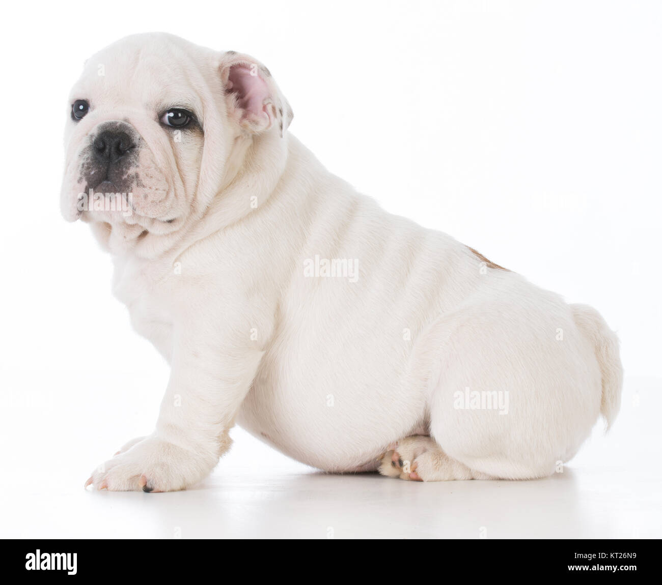 male bulldog puppy on white background Stock Photo - Alamy