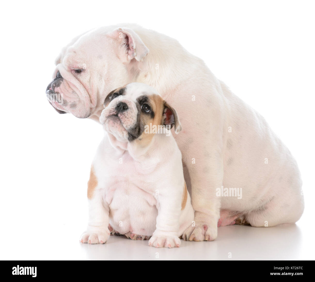 mother and son bulldogs on white background Stock Photo - Alamy