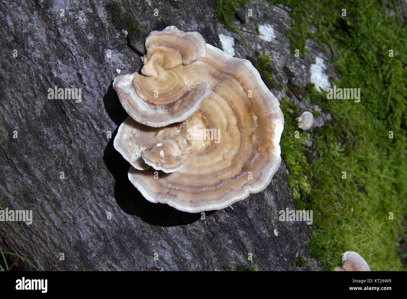 tree sponge on a branch in a forest in styria Stock Photo - Alamy