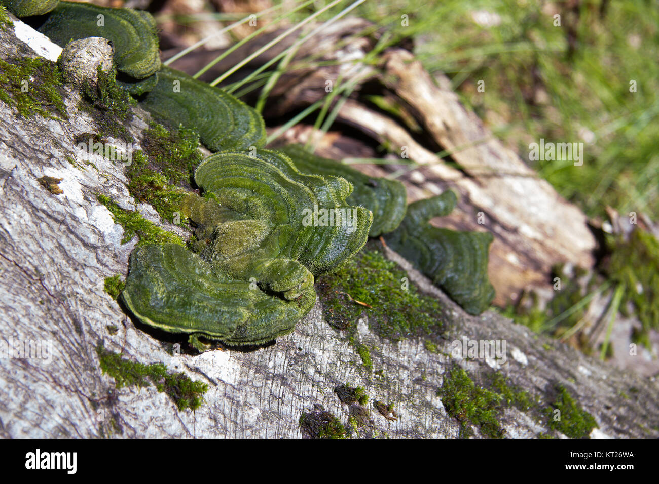 Tree sponge fungus on hi-res stock photography and images - Alamy