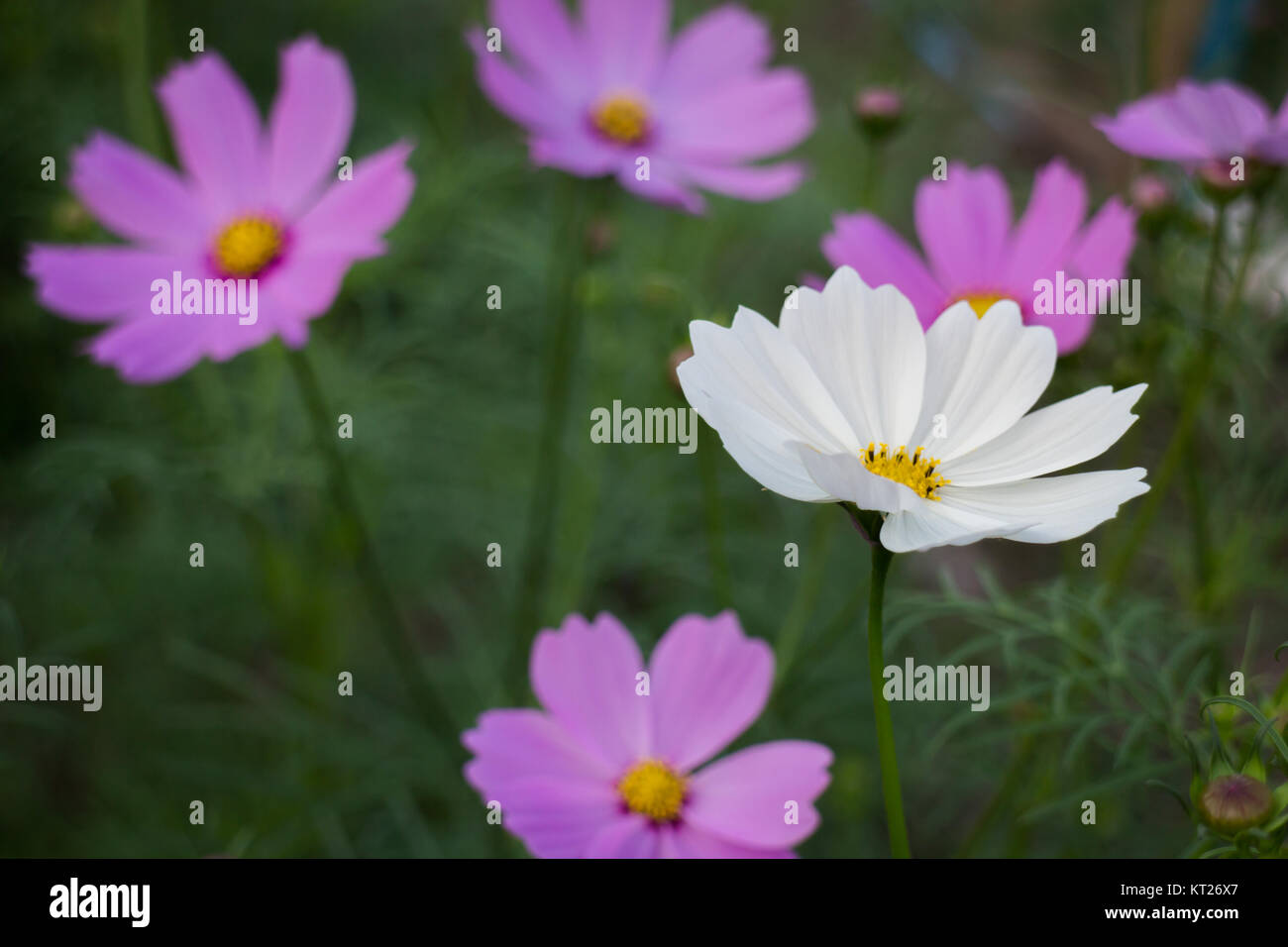 Single white spring flowers in field Stock Photo - Alamy