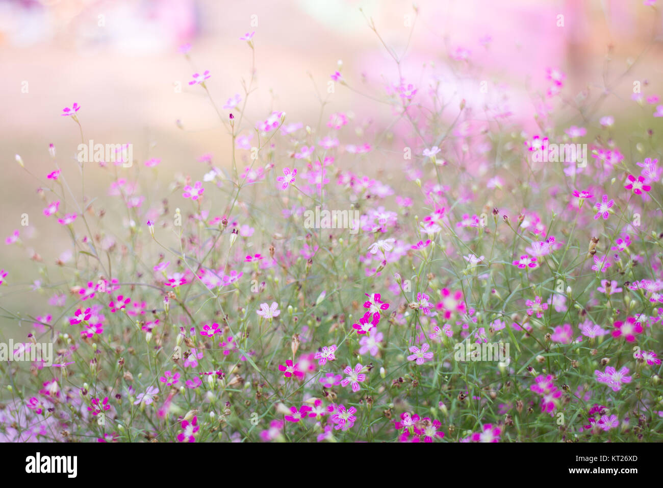 Mini romantic pink spring flowers Stock Photo - Alamy