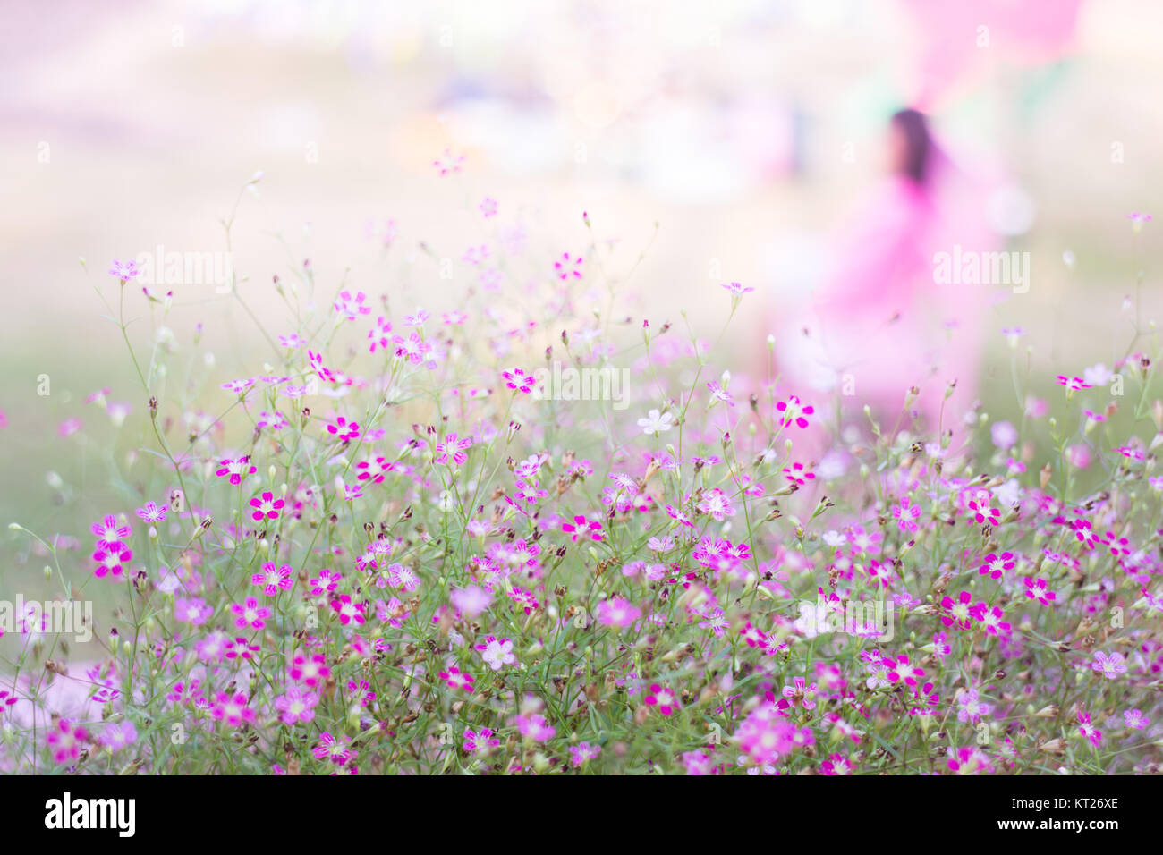 Mini romantic pink spring flowers Stock Photo - Alamy