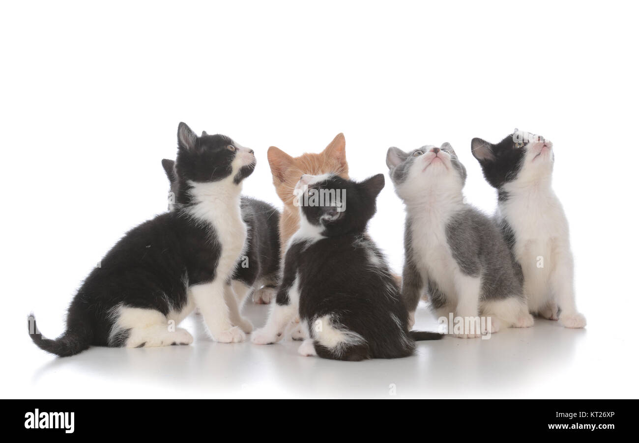 litter of young kittens looking up isolated on white background Stock ...