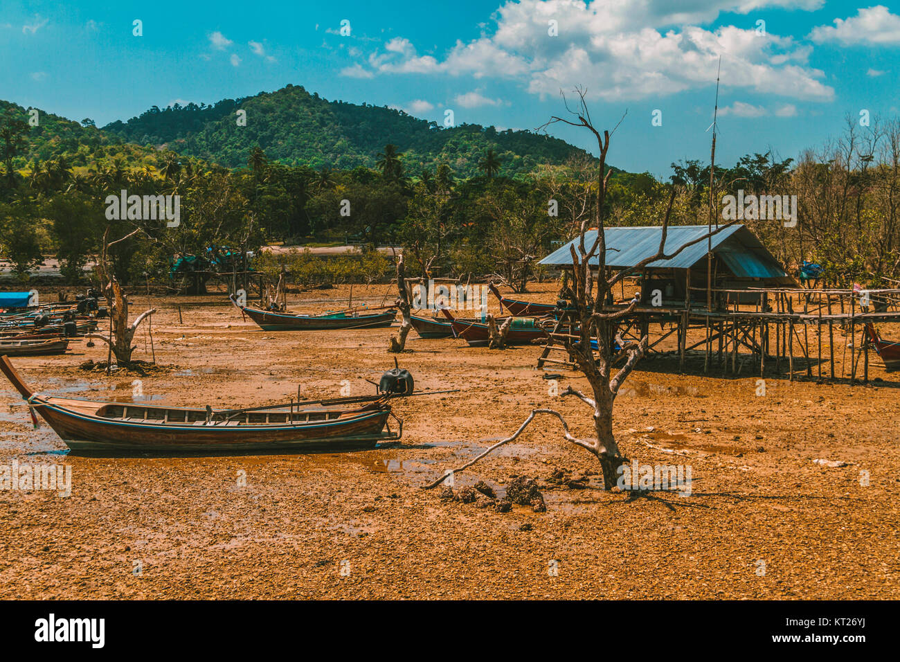 Dry swamp hi-res stock photography and images - Alamy