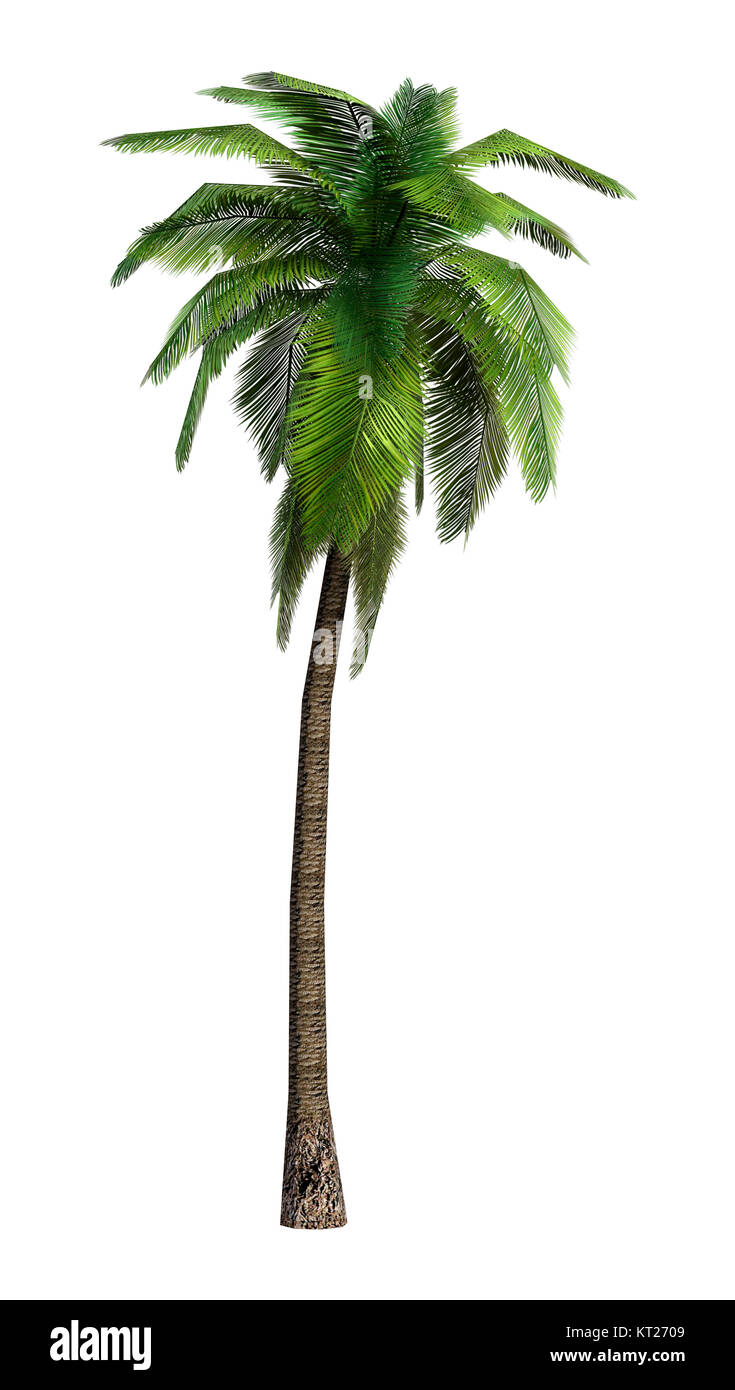 3d palm hi-res stock photography and images - Alamy