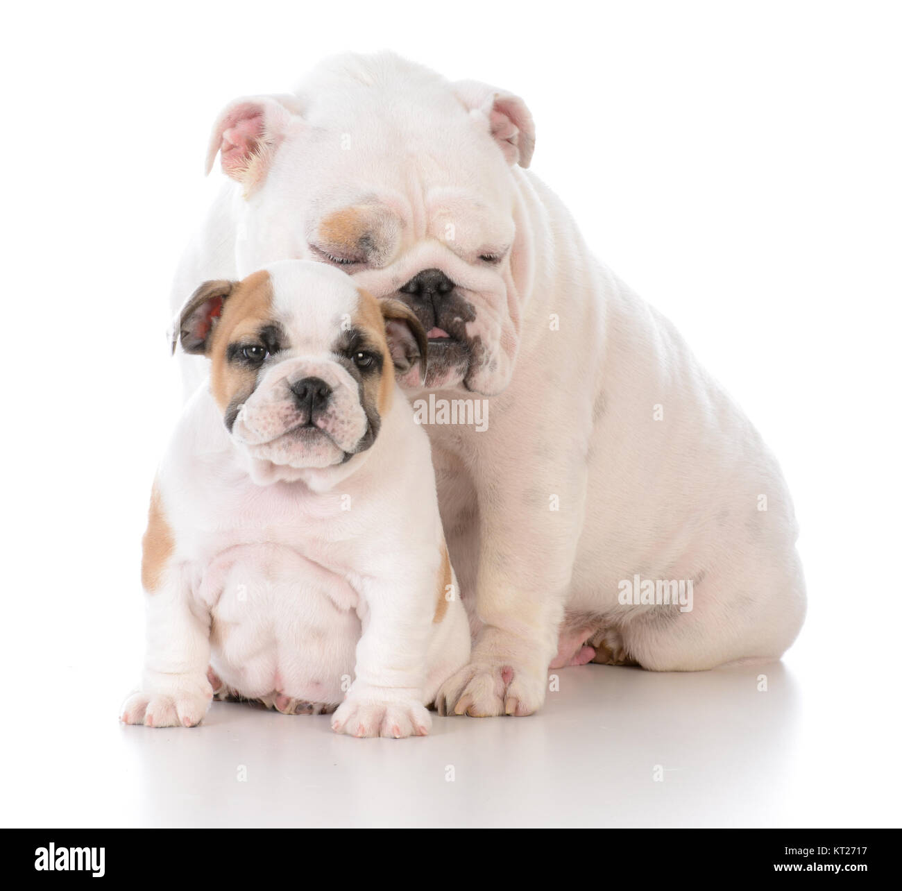 mother and son bulldogs on white background Stock Photo - Alamy