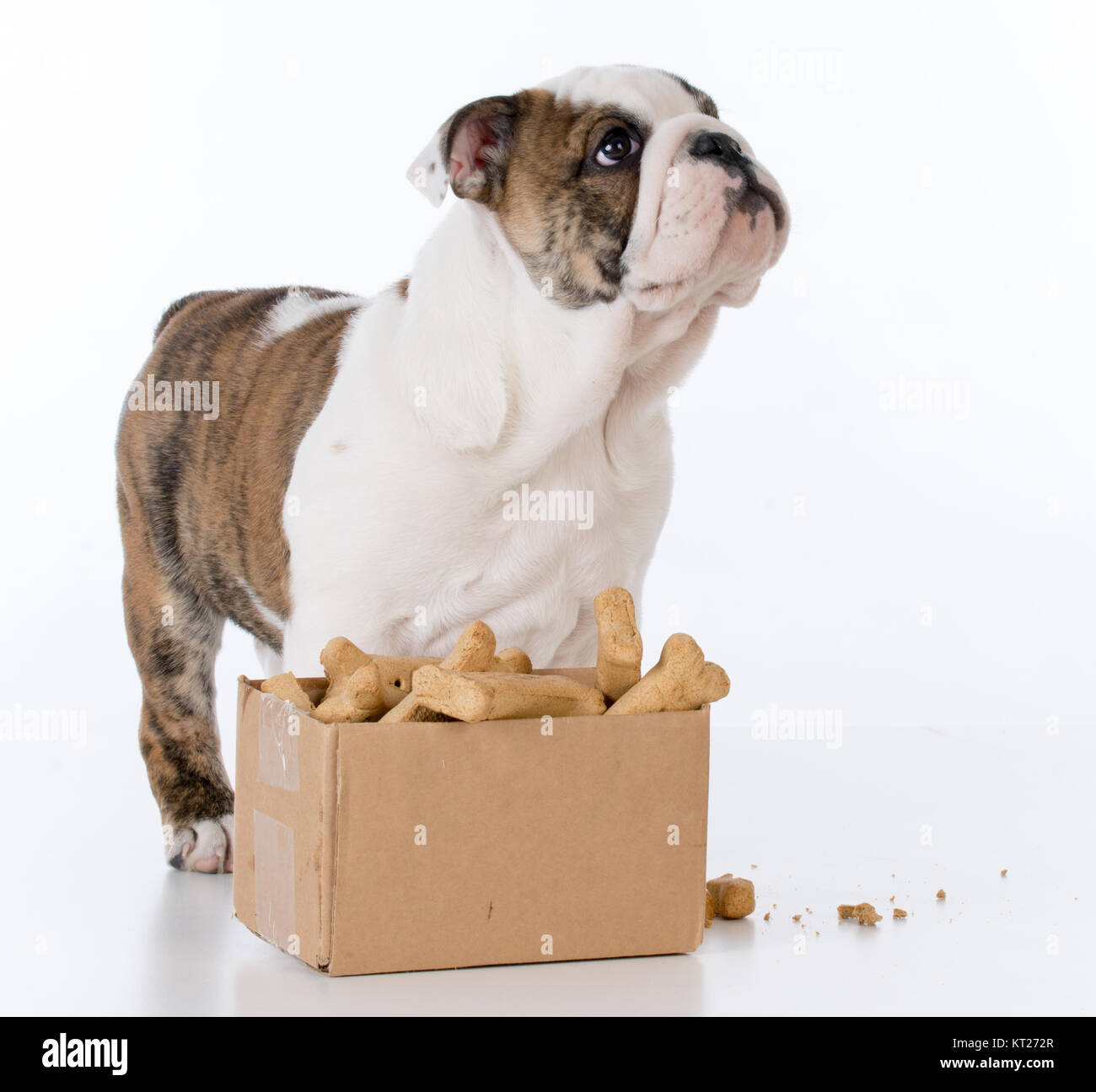 bulldog puppy with a cardboard box full of bones Stock Photo - Alamy