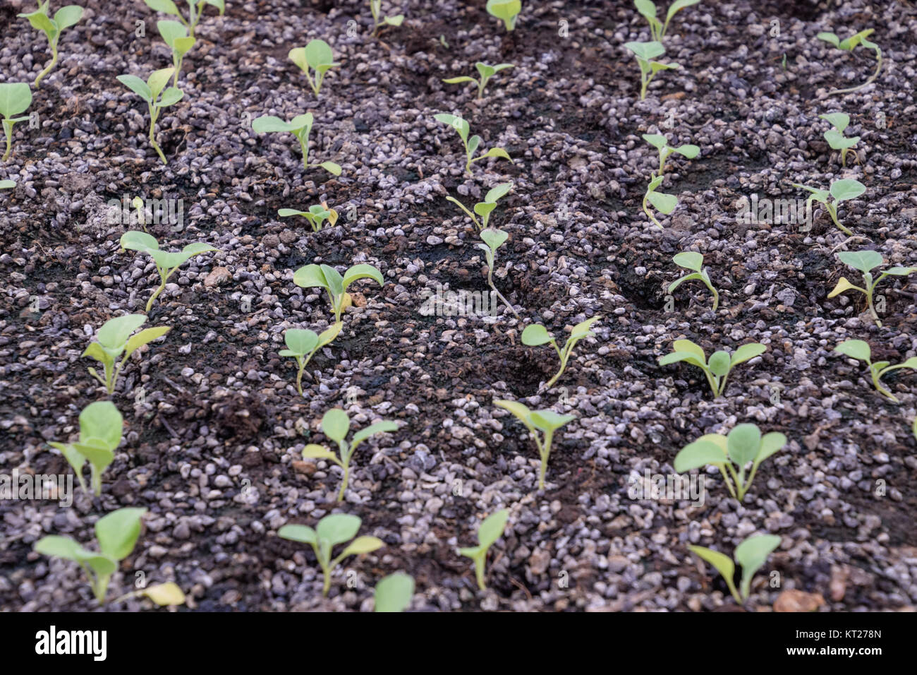 Seedlings vegetables sweet bell hi-res stock photography and images - Alamy