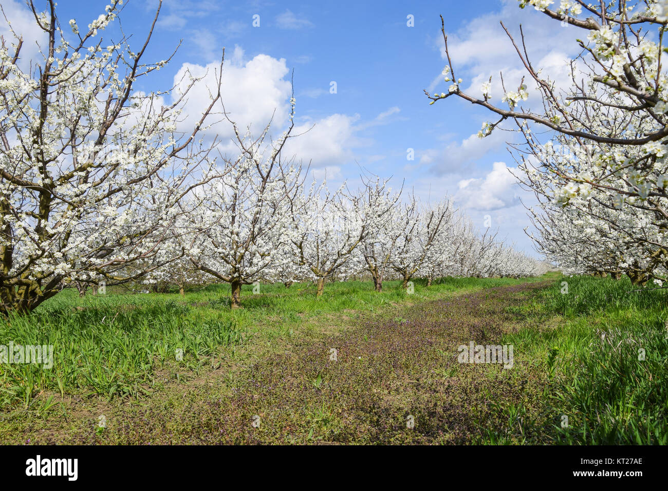 Flowering plum garden Stock Photo - Alamy