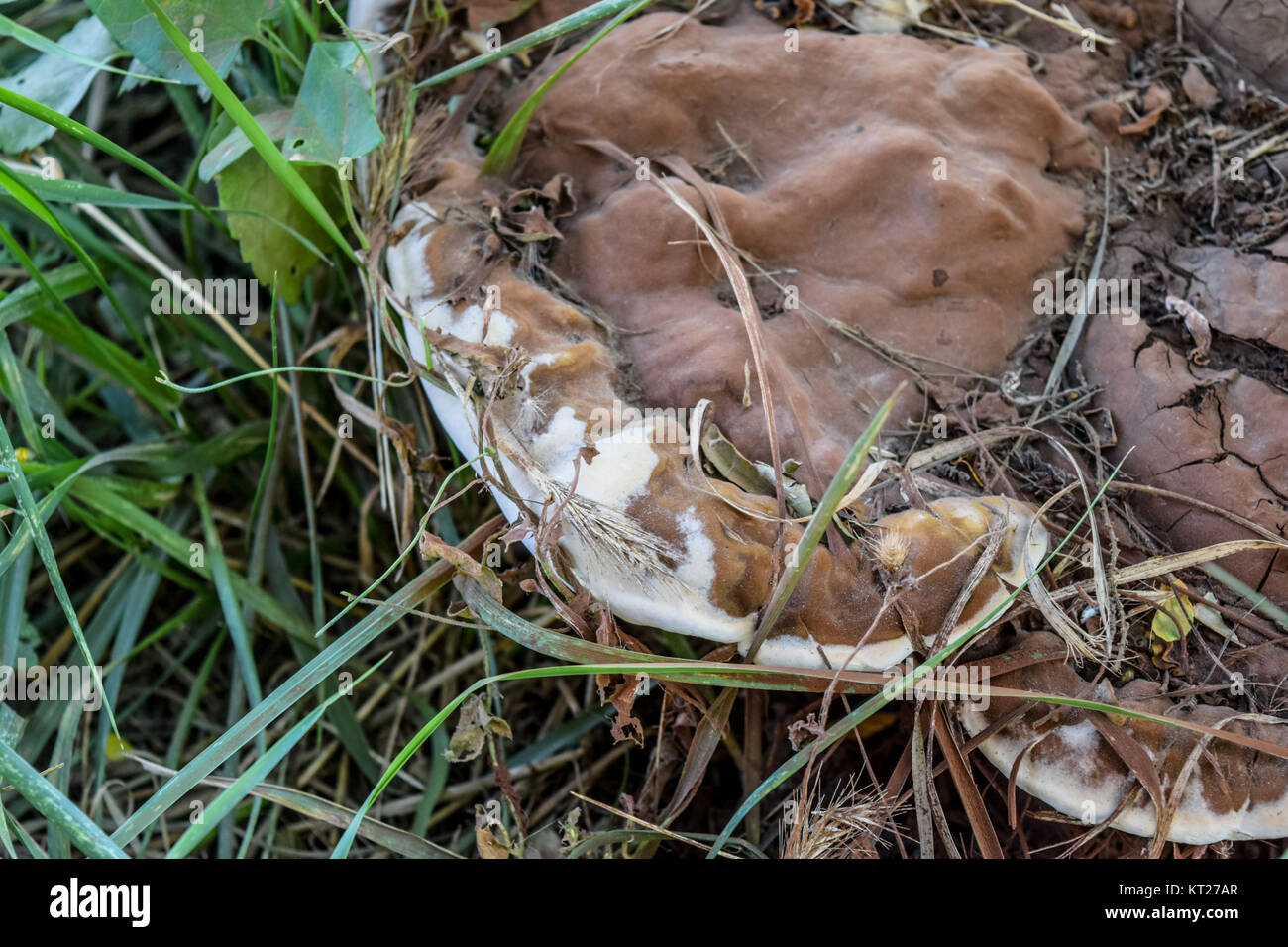 Rotting base of tree hi-res stock photography and images - Alamy