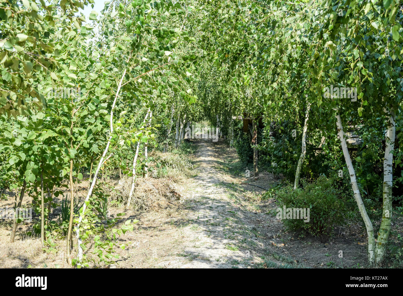 Birch Alley. Sidewalk path posters birch trees Stock Photo - Alamy