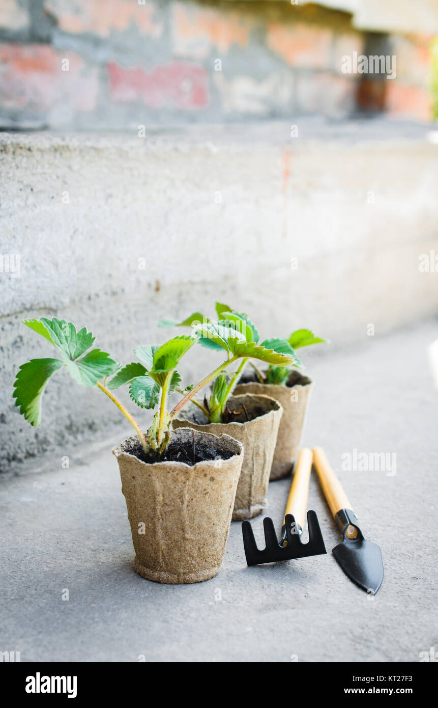 Strawberry Plants With Gardening Tools Stock Photo - Alamy