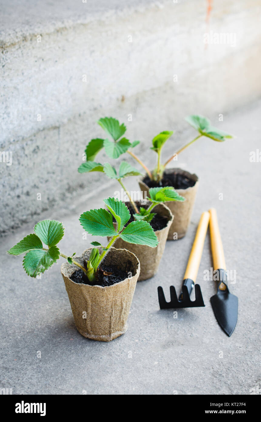 Strawberry Plants With Gardening Tools Stock Photo - Alamy