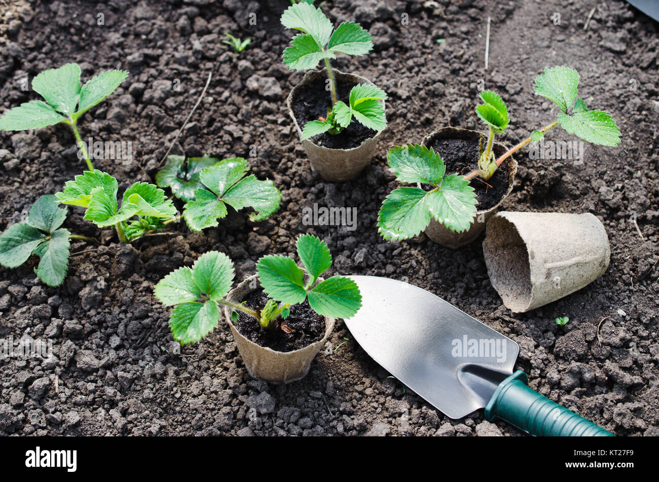 Strawberry Plants With Gardening Tools Stock Photo - Alamy