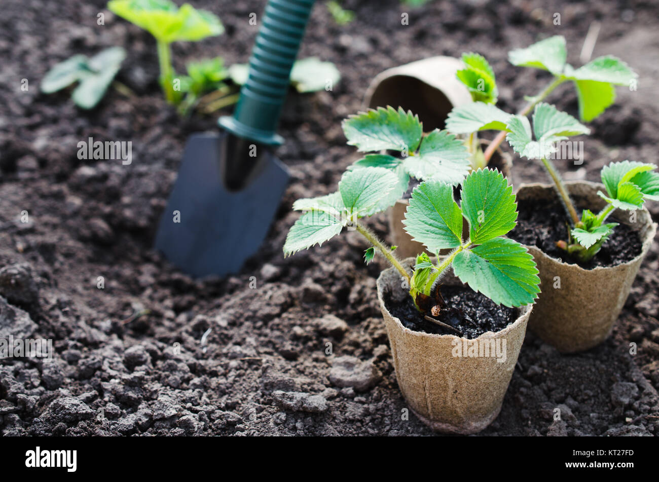 Strawberry Plants With Gardening Tools Stock Photo - Alamy