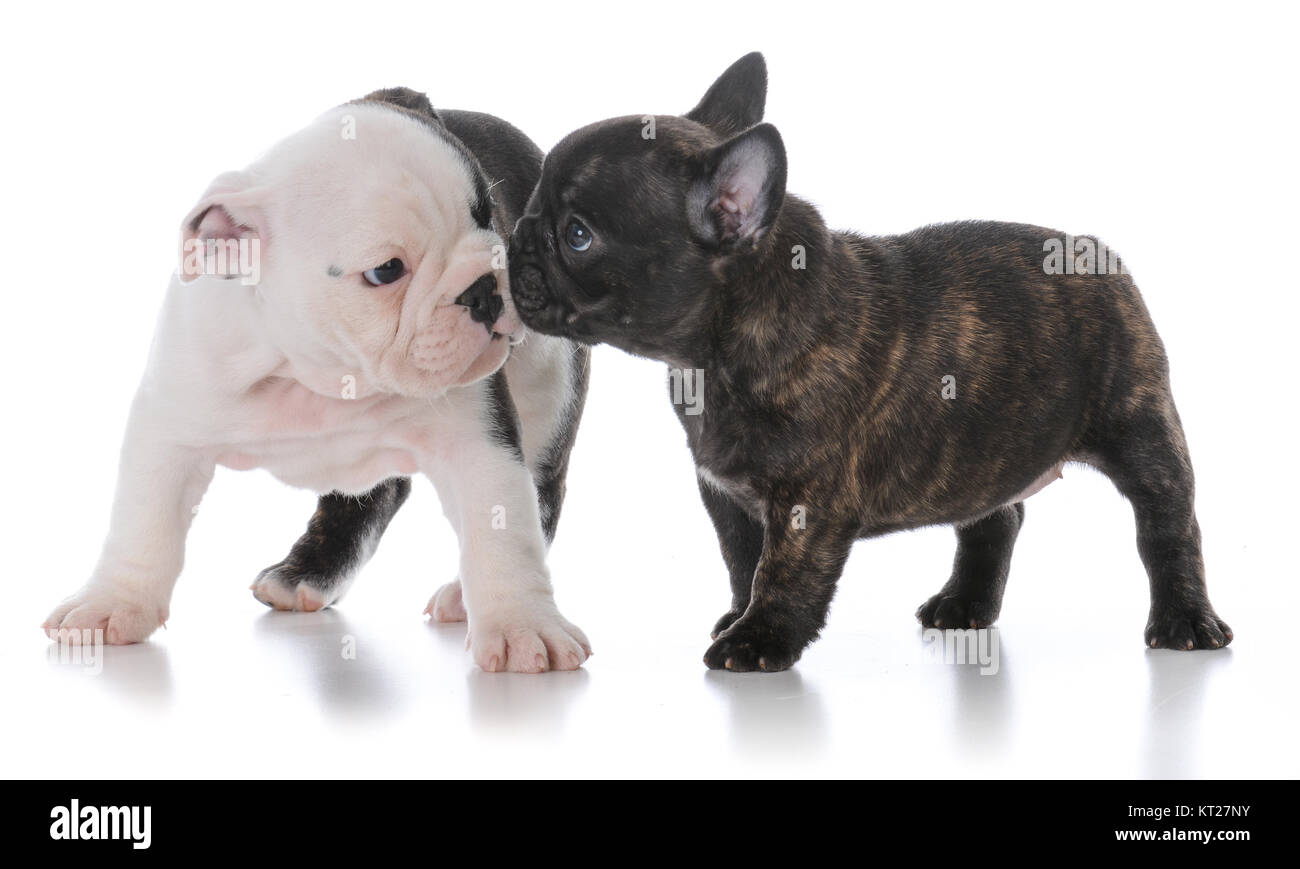 english and french bulldog puppies on white background Stock Photo - Alamy