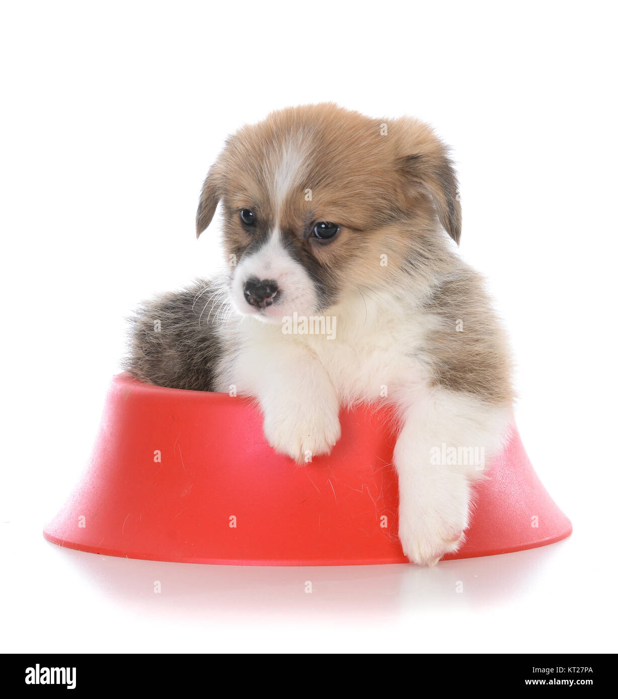 Welsh corgi puppy in Cut Out Stock Images & Pictures - Alamy