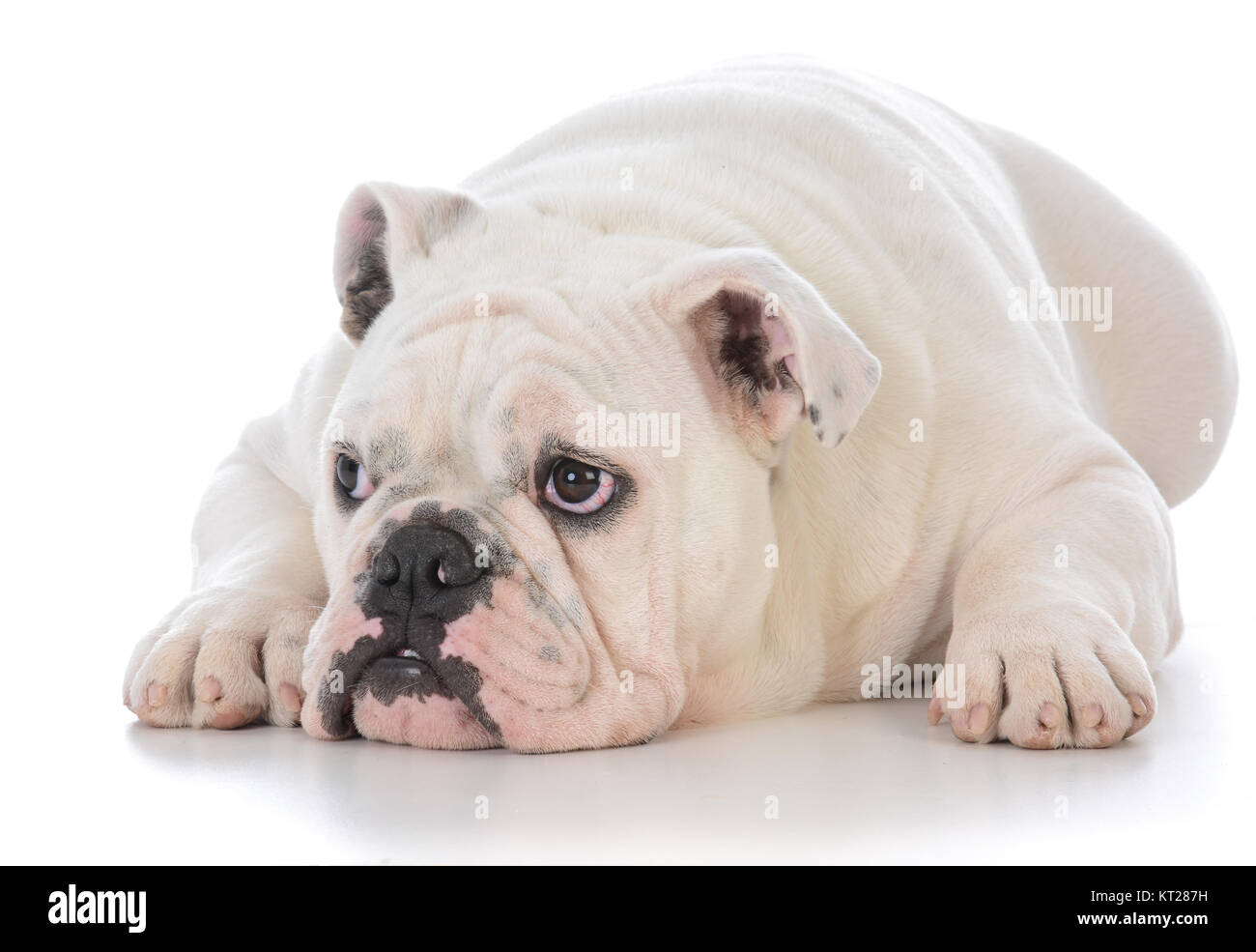 male bulldog laying down on white background Stock Photo - Alamy