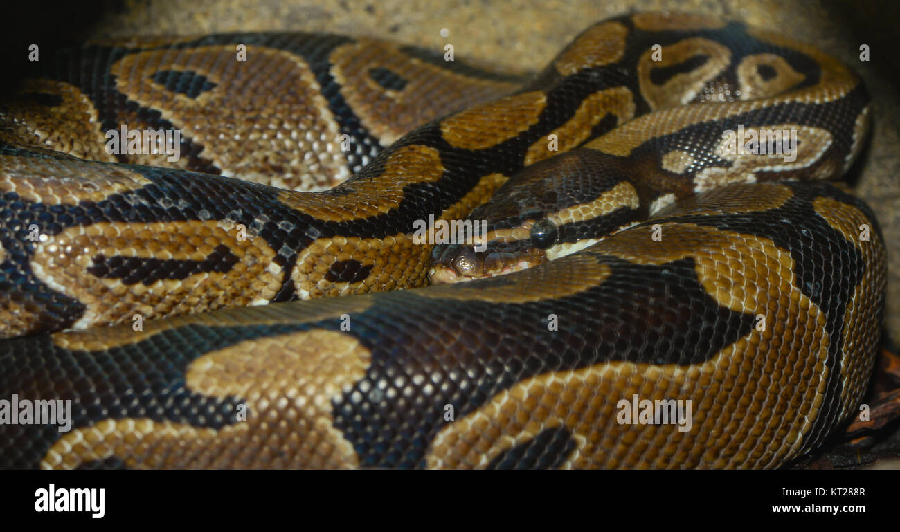 Abgott boa hi-res stock photography and images - Alamy