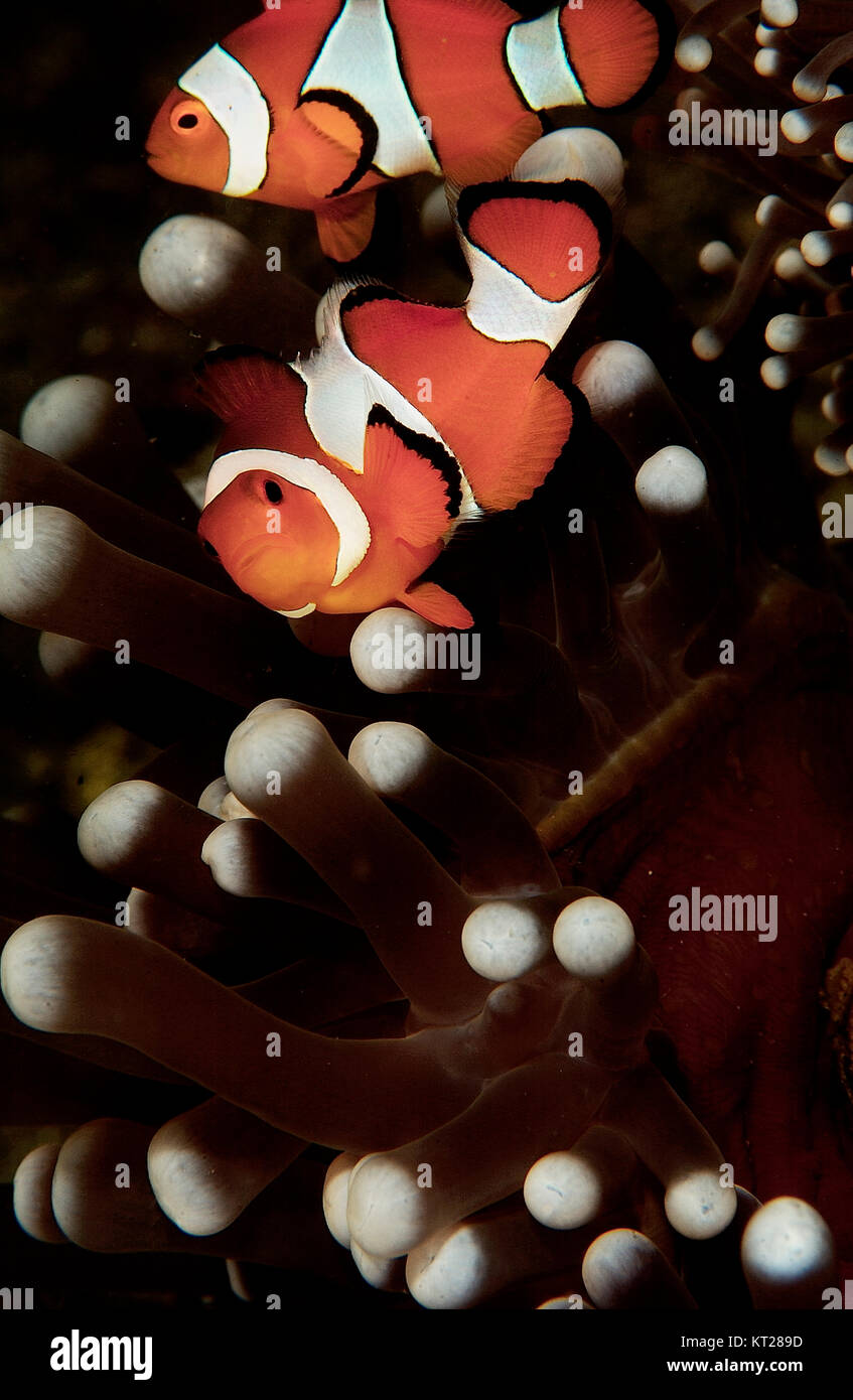 PAIR OF FALSE CLOWN ANEMONFISH PLAYING IN AN ANEMONE Stock Photo - Alamy