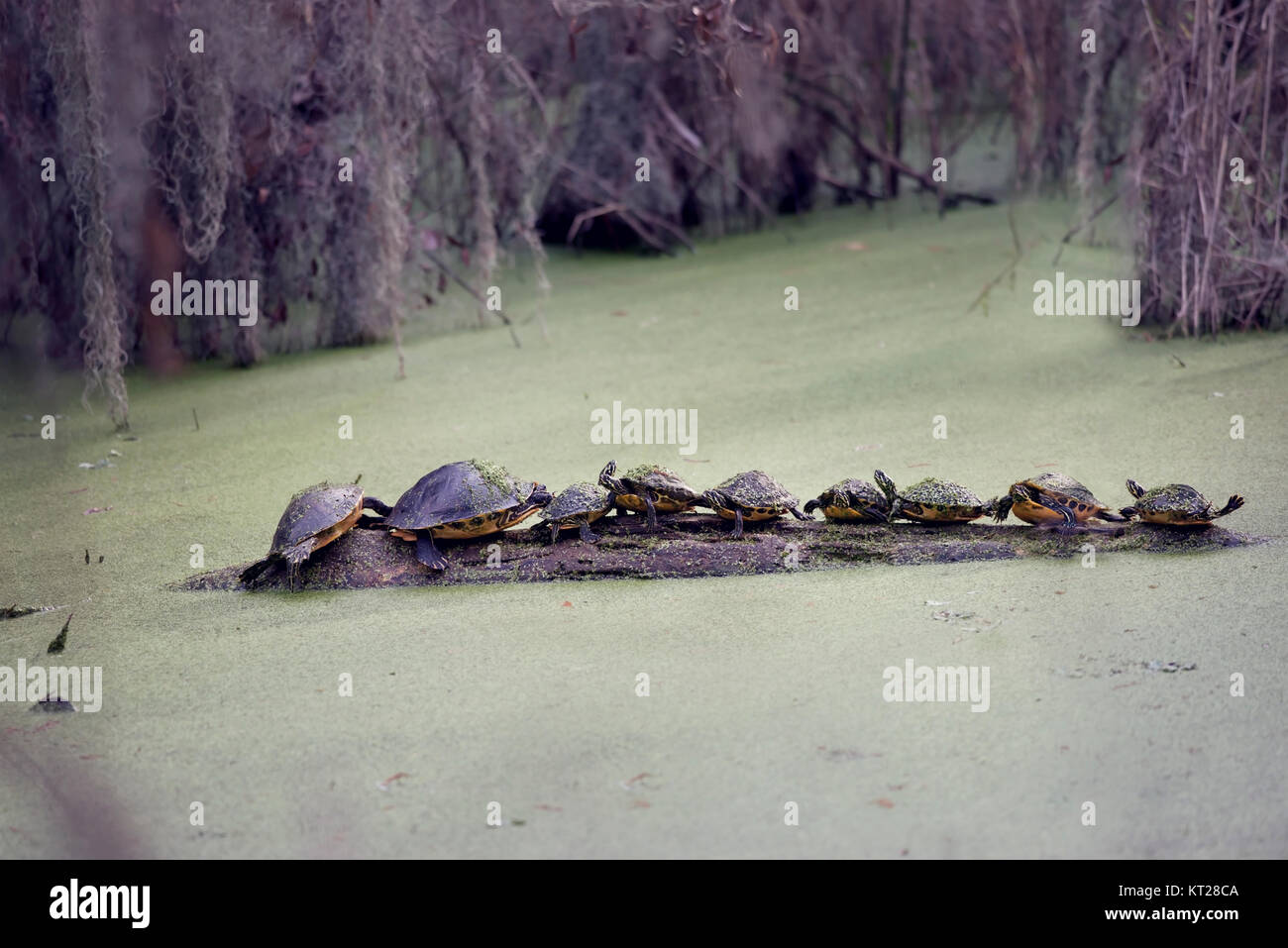 Florida green turtles hi-res stock photography and images - Alamy