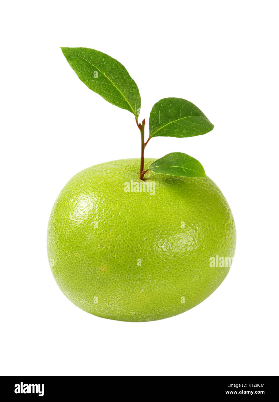 ripe green grapefruit Stock Photo - Alamy
